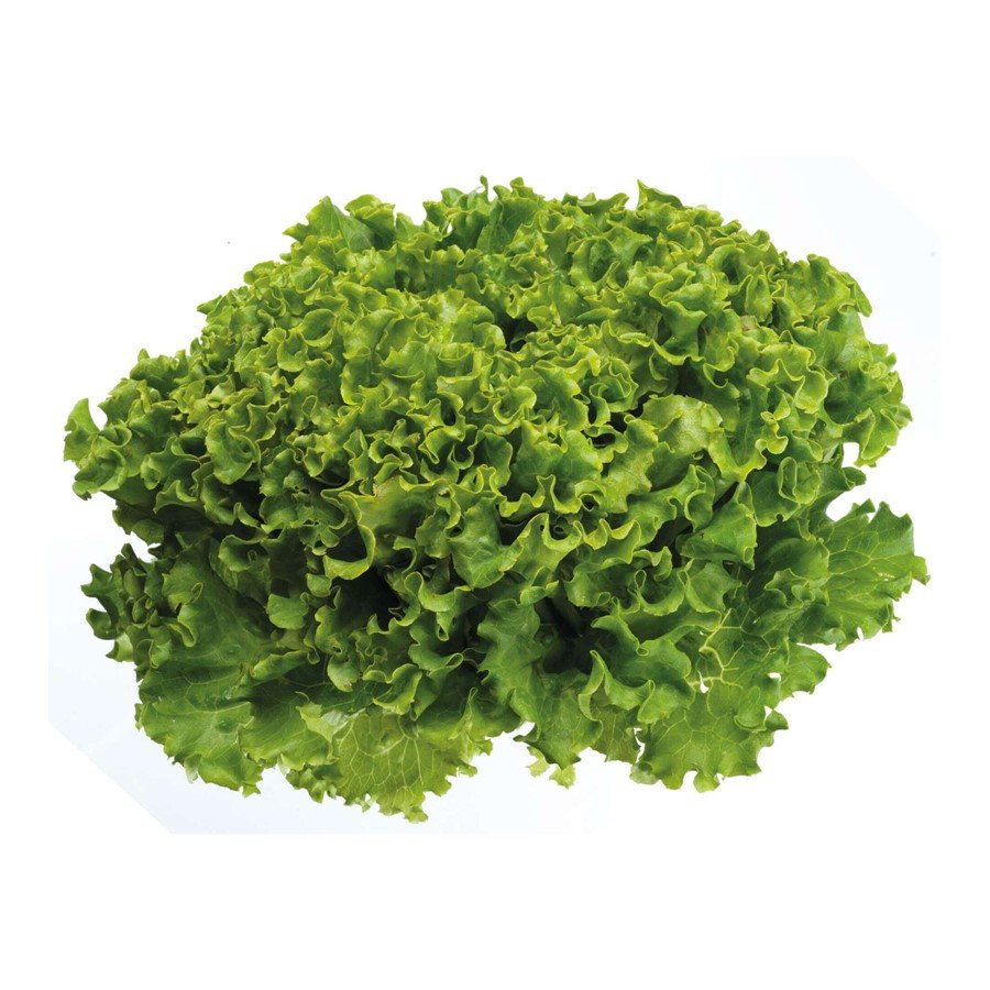Produto: Alface Frisada